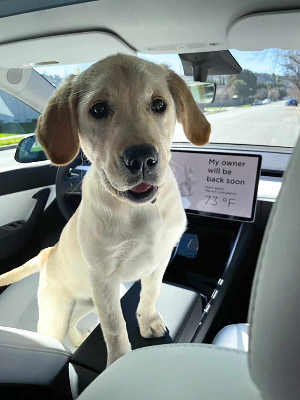 Why Teslas Are a Great Choice for Pet Owners - TESLA Trends