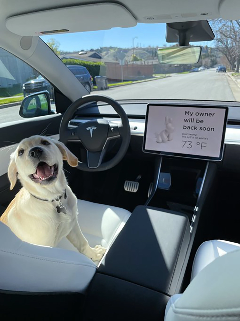 Why Teslas Are a Great Choice for Pet Owners - TESLA Trends