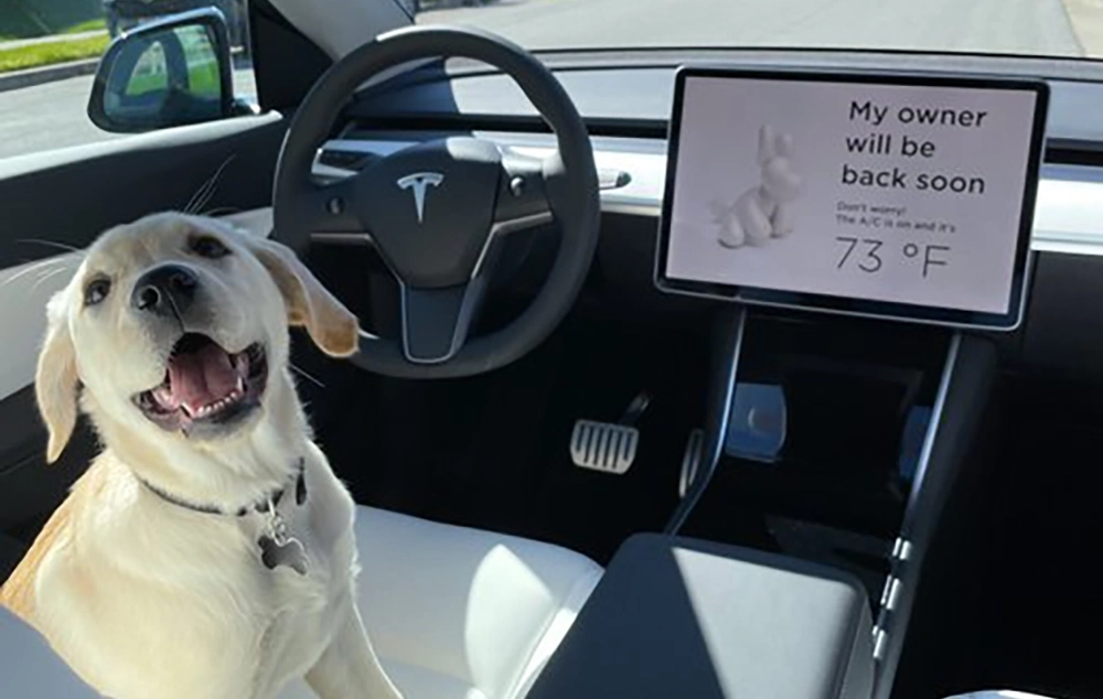 Why Teslas Are a Great Choice for Pet Owners - TESLA Trends